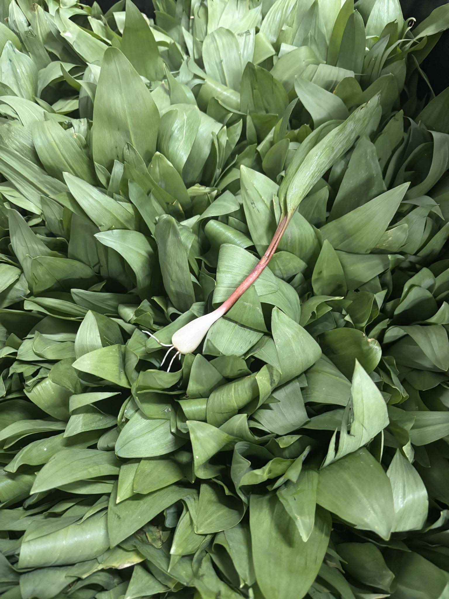 Produce Availability - FingerLakes Farms